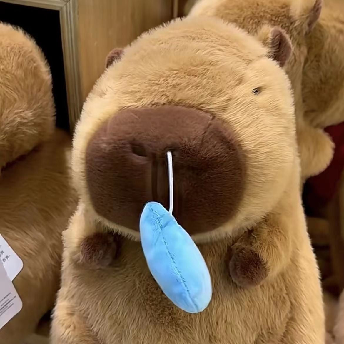 Capibara está enferma, capibara con mocos – iBOOP